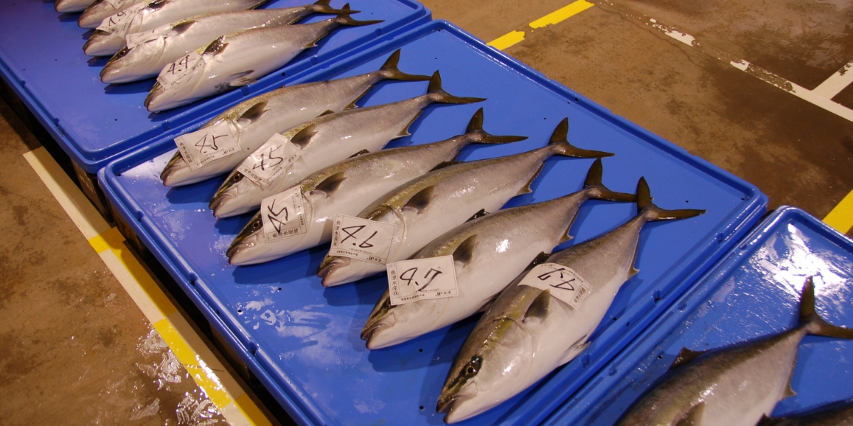 【公式】魚津市観光案内公式サイト ｜ うおっ！な魚津旅情報＠北陸・魚津 モデルコース／「神経締め」を見て・食べて楽しむ！おさかな満喫コース